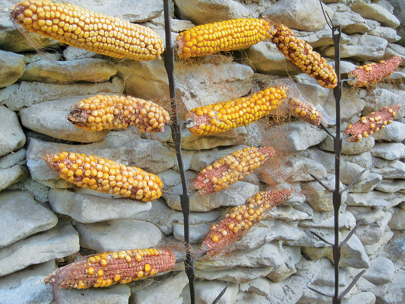 Corn Cutter Held Kernels from Yesteryear - Farm Collector